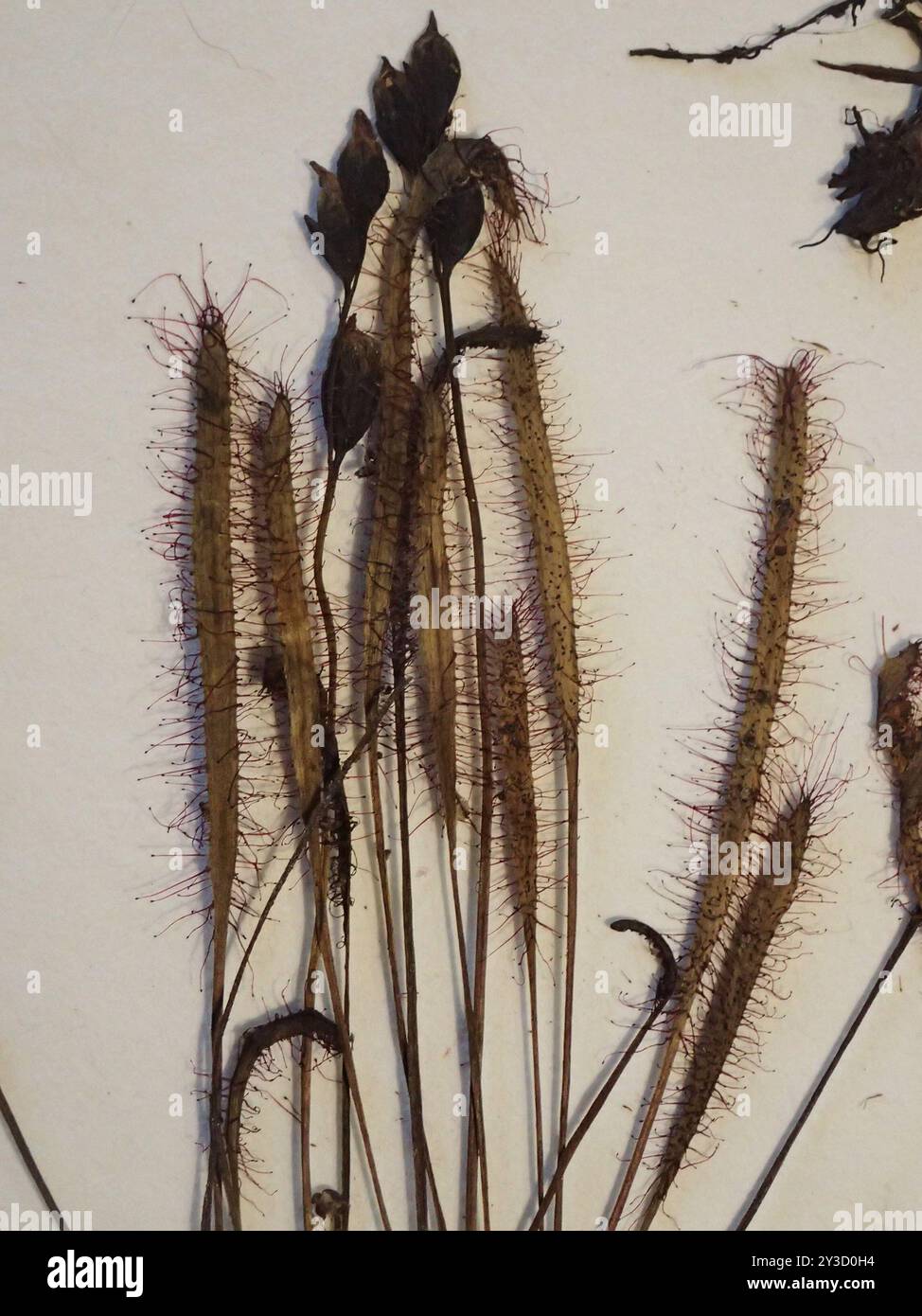 Slenderleaf Sundew (Drosera linearis) Plantae Stock Photo - Alamy