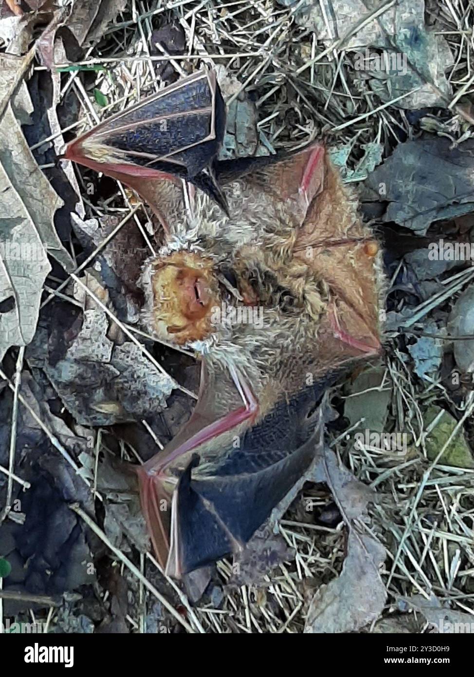 Eastern Red Bat (Lasiurus borealis) Mammalia Stock Photo - Alamy