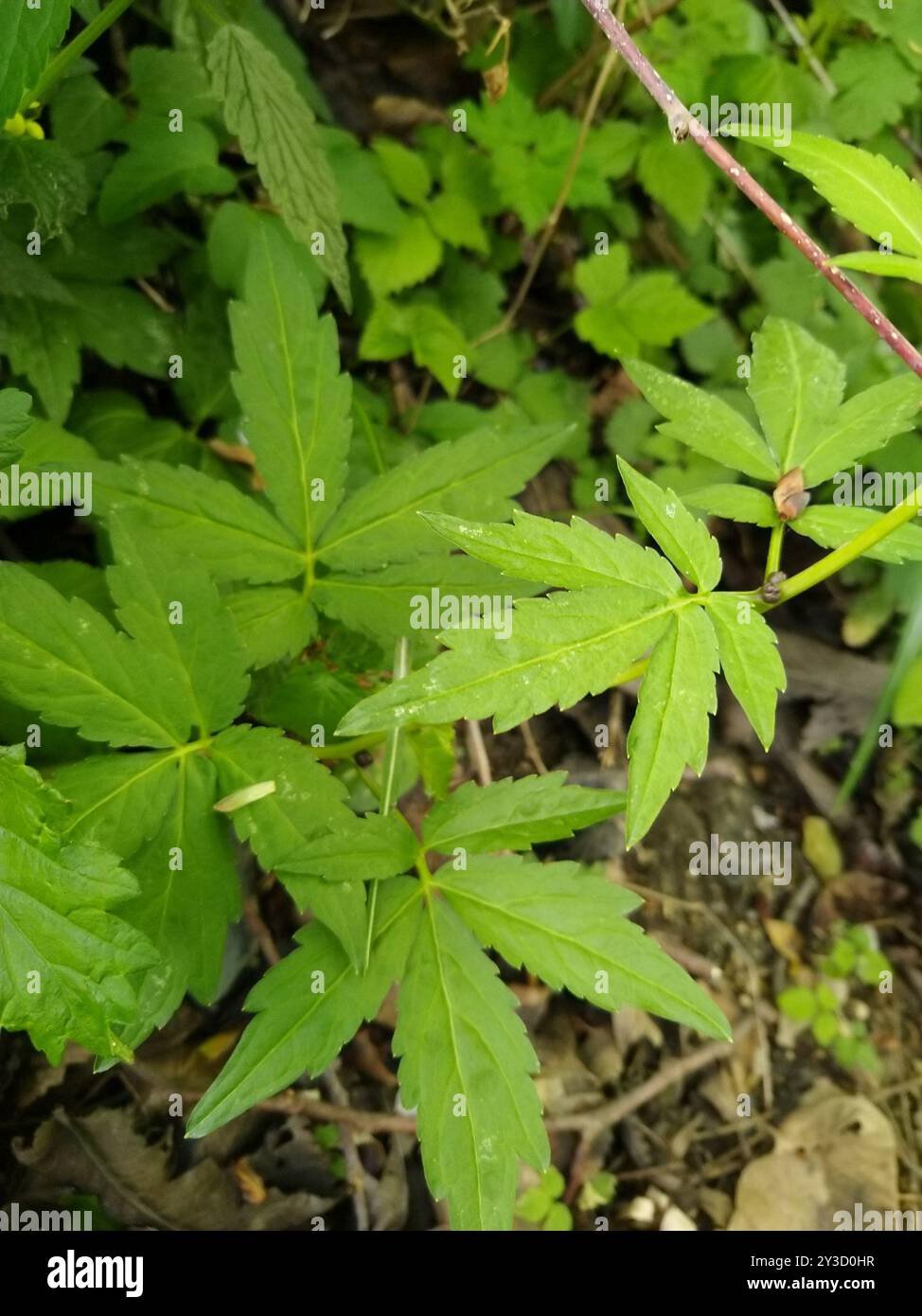 coralroot (Cardamine bulbifera) Plantae Stock Photo - Alamy
