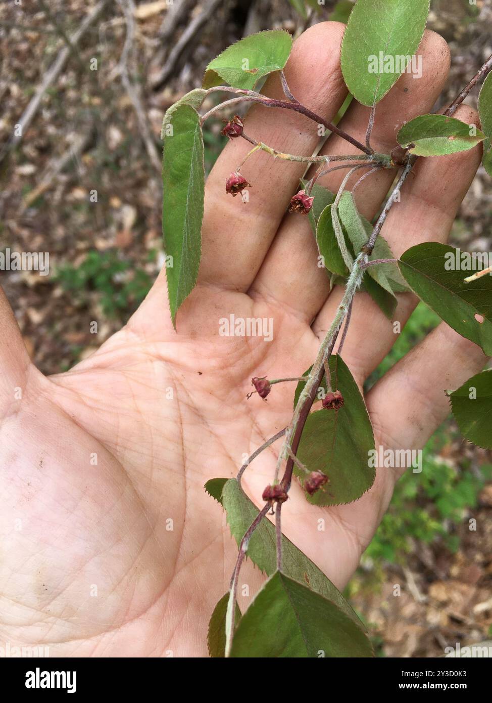 common serviceberry (Amelanchier arborea) Plantae Stock Photo - Alamy