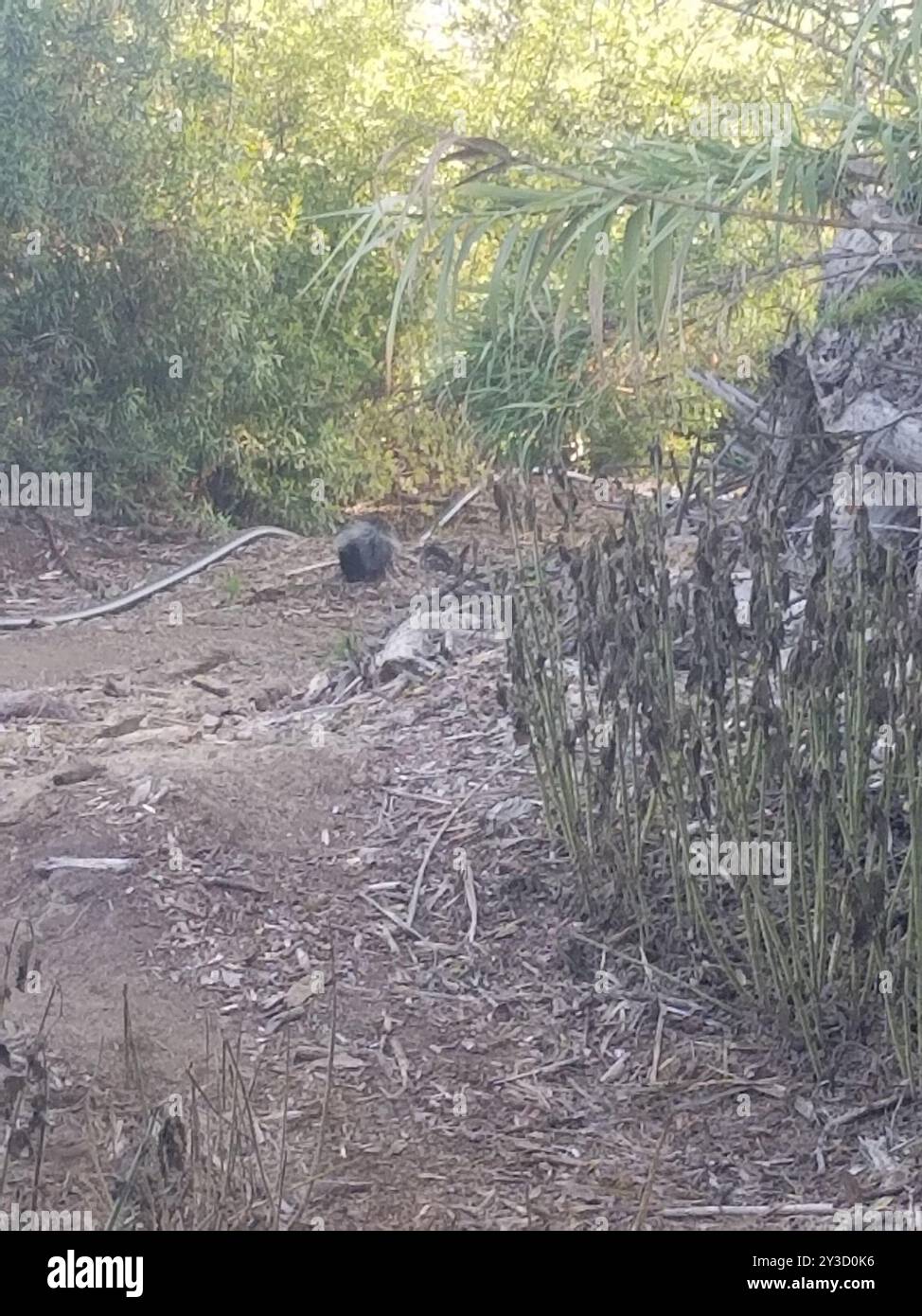 Striped Skunk (Mephitis mephitis) Mammalia Stock Photo - Alamy