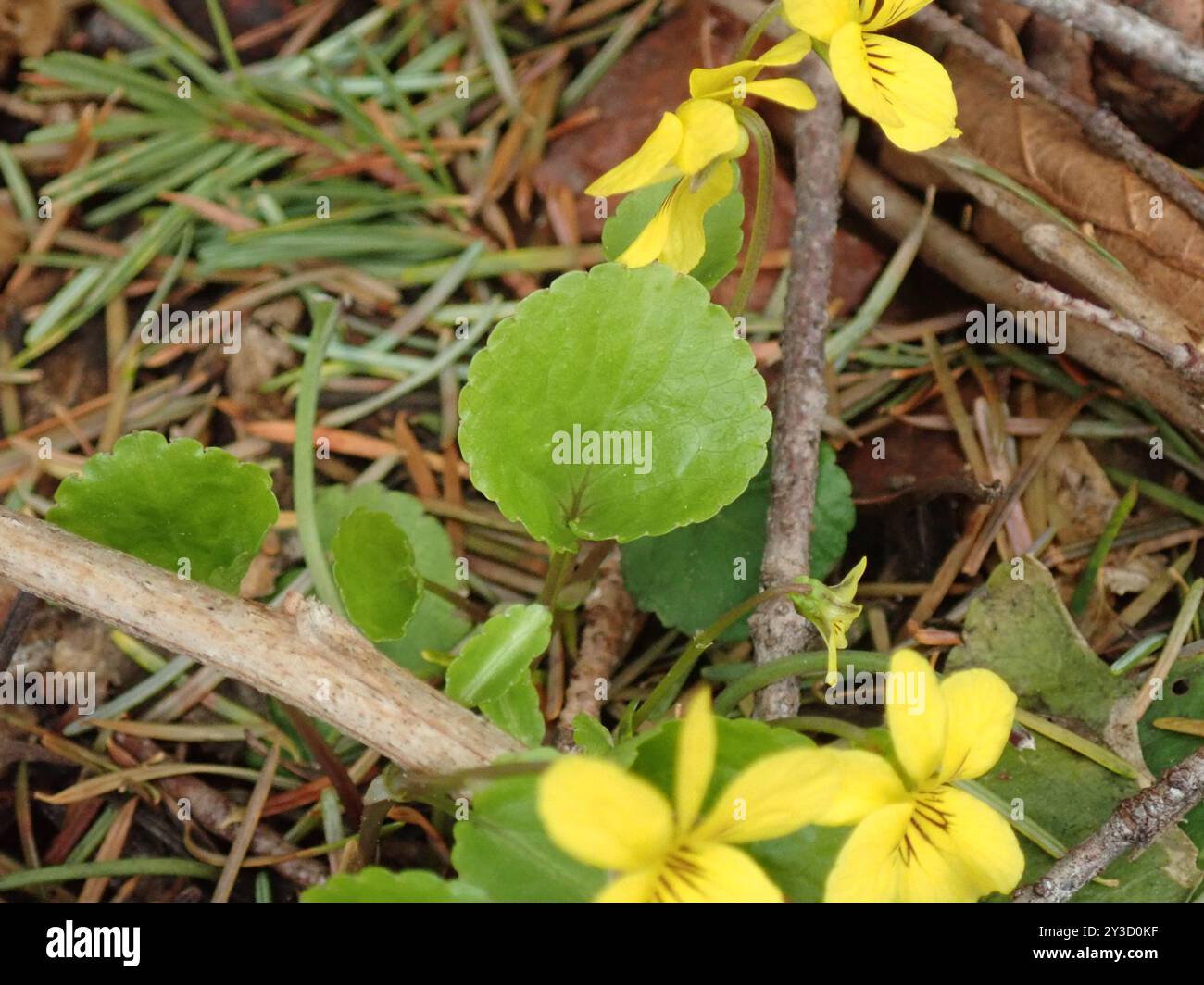 western roundleaf violet (Viola orbiculata) Plantae Stock Photo - Alamy