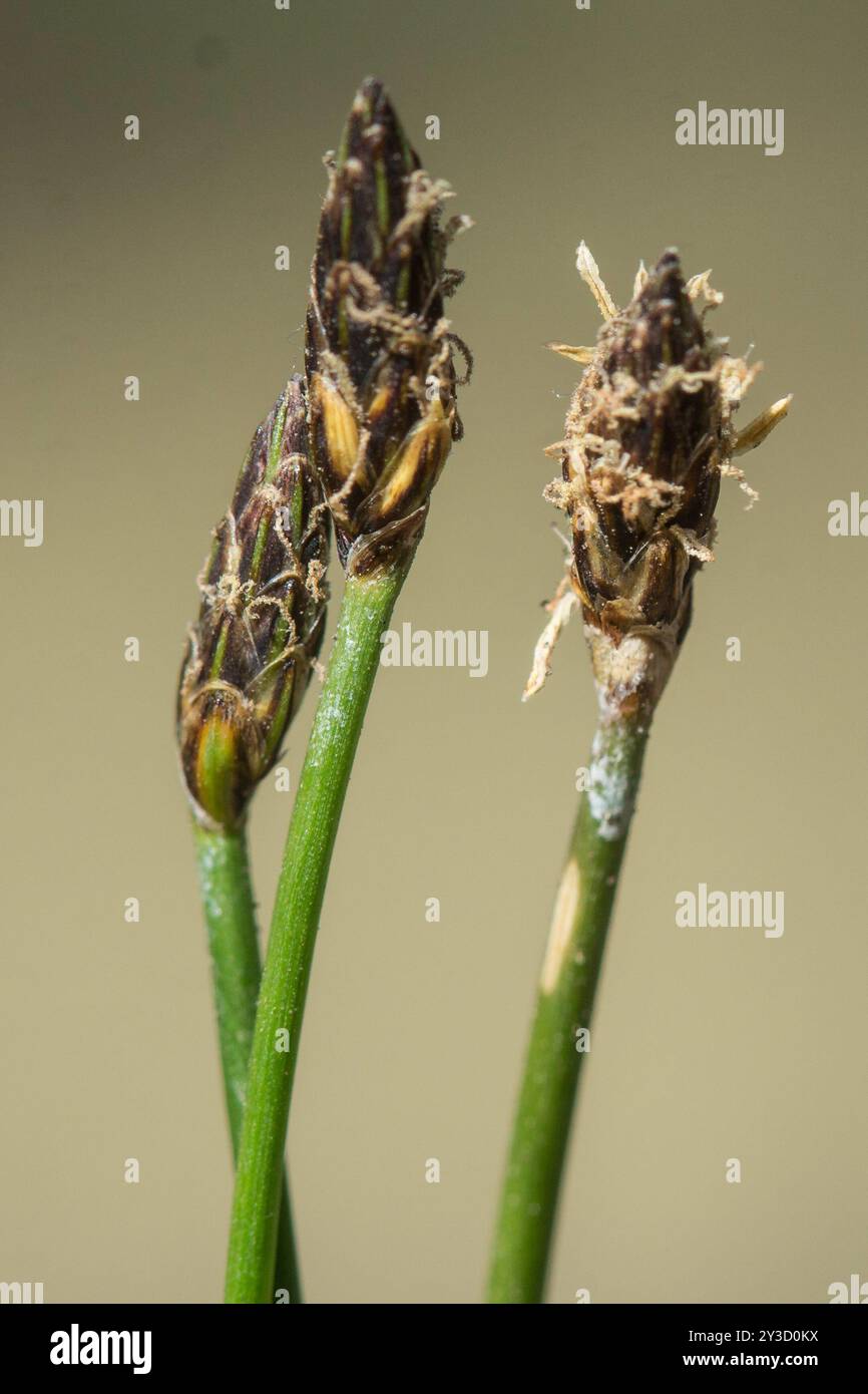 Common Spike-rush (Eleocharis palustris) Plantae Stock Photo - Alamy