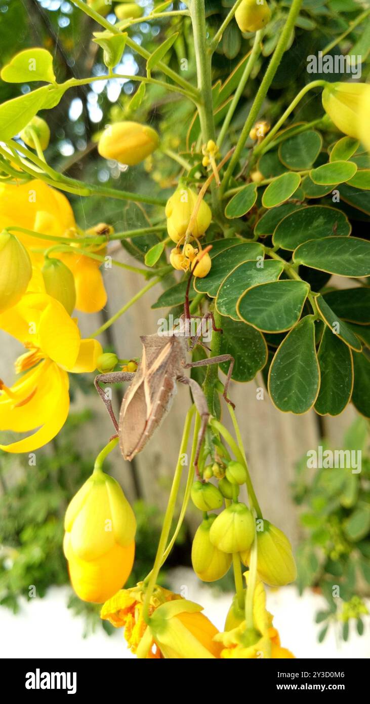 Crusader Bug (Mictis profana) Insecta Stock Photo - Alamy