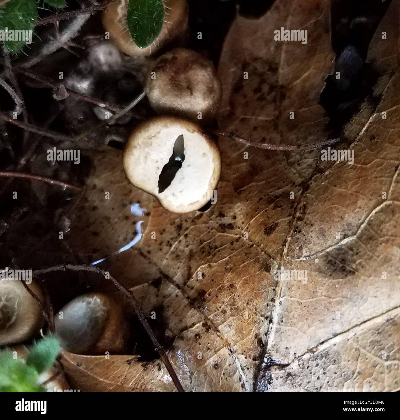 common bird's nest fungus (Crucibulum laeve) Fungi Stock Photo - Alamy