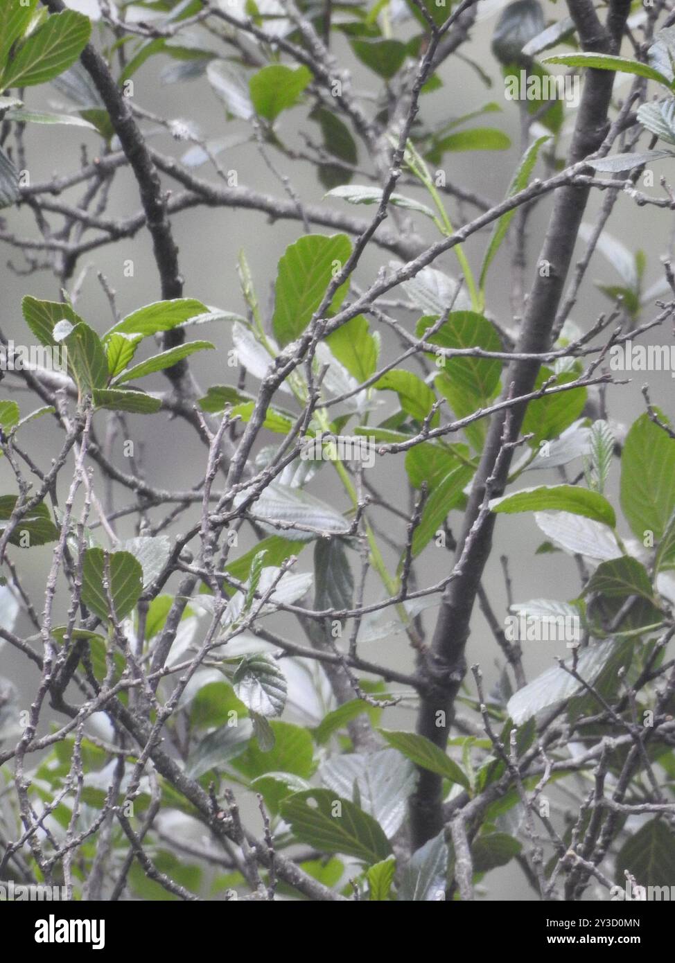 Mexican alder (Alnus jorullensis) Plantae Stock Photo - Alamy