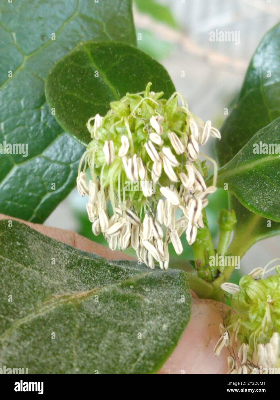 Taupata (Coprosma repens) Plantae Stock Photo - Alamy