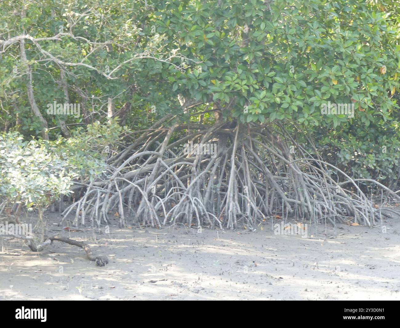 mangroves (Rhizophoraceae) Plantae Stock Photo - Alamy