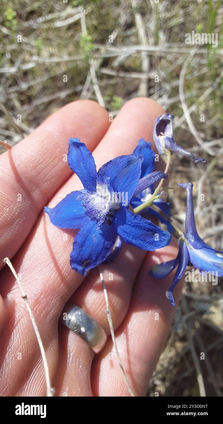 Low Larkspur (Delphinium bicolor) Plantae Stock Photo - Alamy