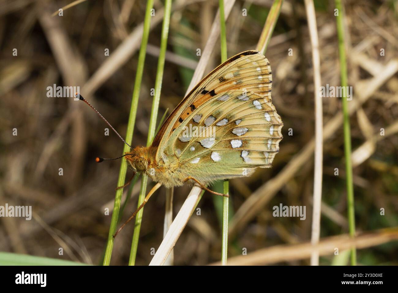 Large Pearl-bordered Fritillary butterfly with closed wings sitting on ...
