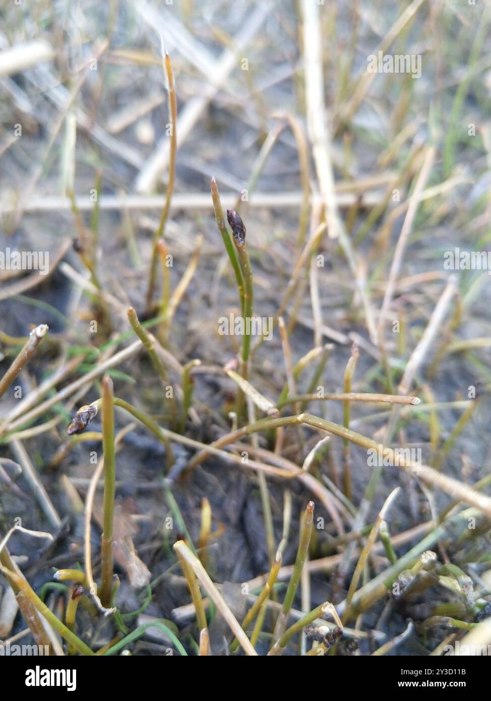 spikerushes (Eleocharis) Plantae Stock Photo - Alamy