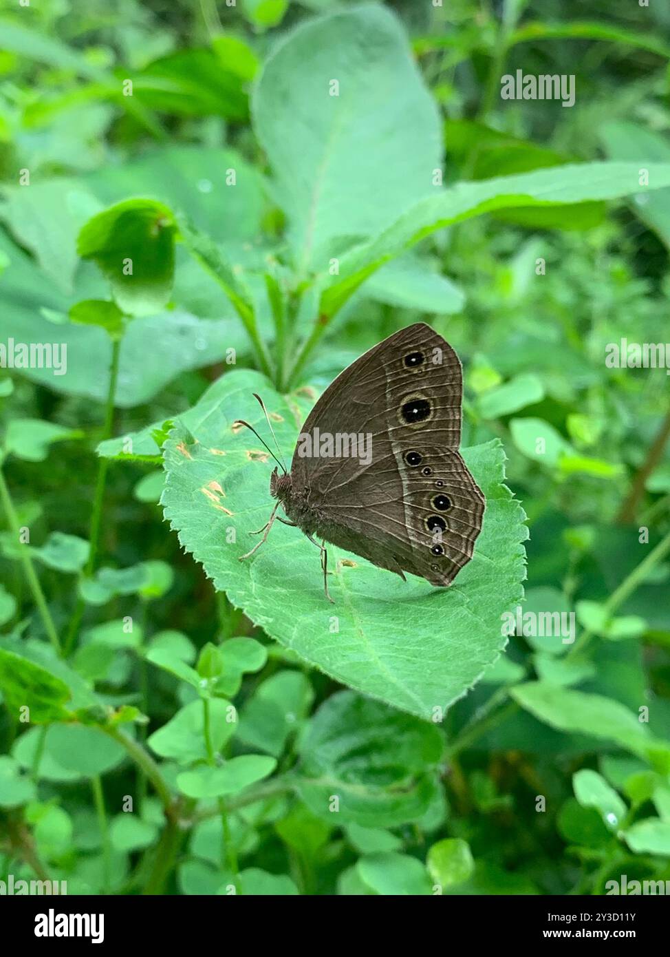South China Bushbrown (Mycalesis mucianus) Insecta Stock Photo - Alamy