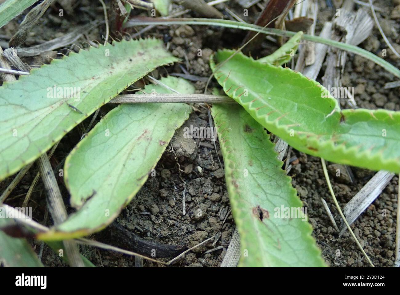 Fivefive Ministar (Alepidea peduncularis) Plantae Stock Photo - Alamy