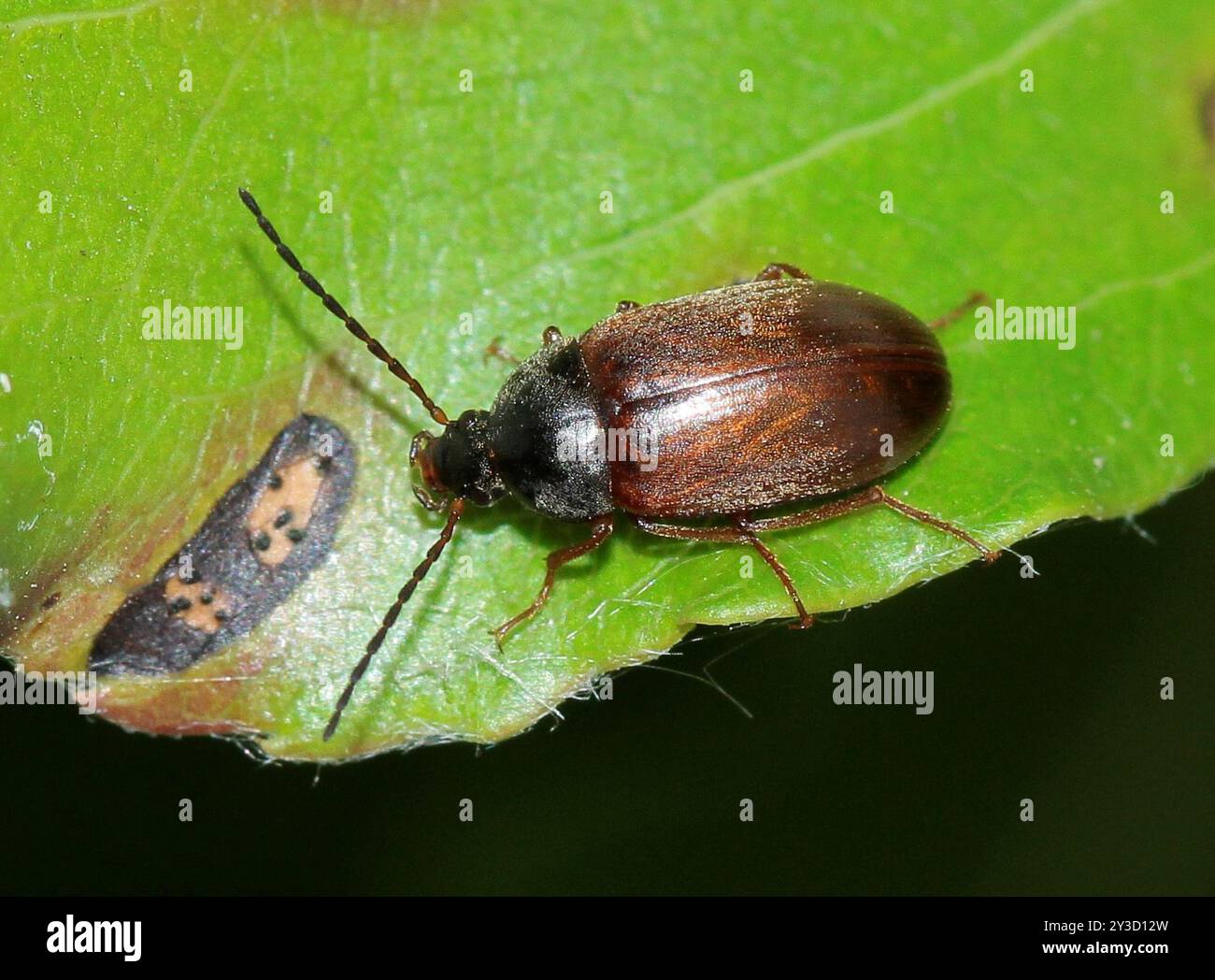 (Isomira murina) Insecta Stock Photo - Alamy