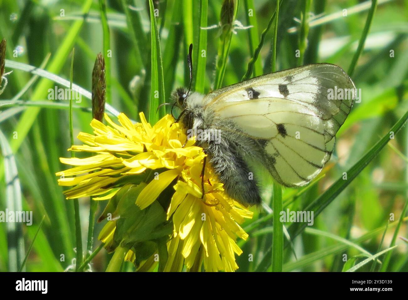 Clouded Apollo (Parnassius mnemosyne) Insecta Stock Photo - Alamy