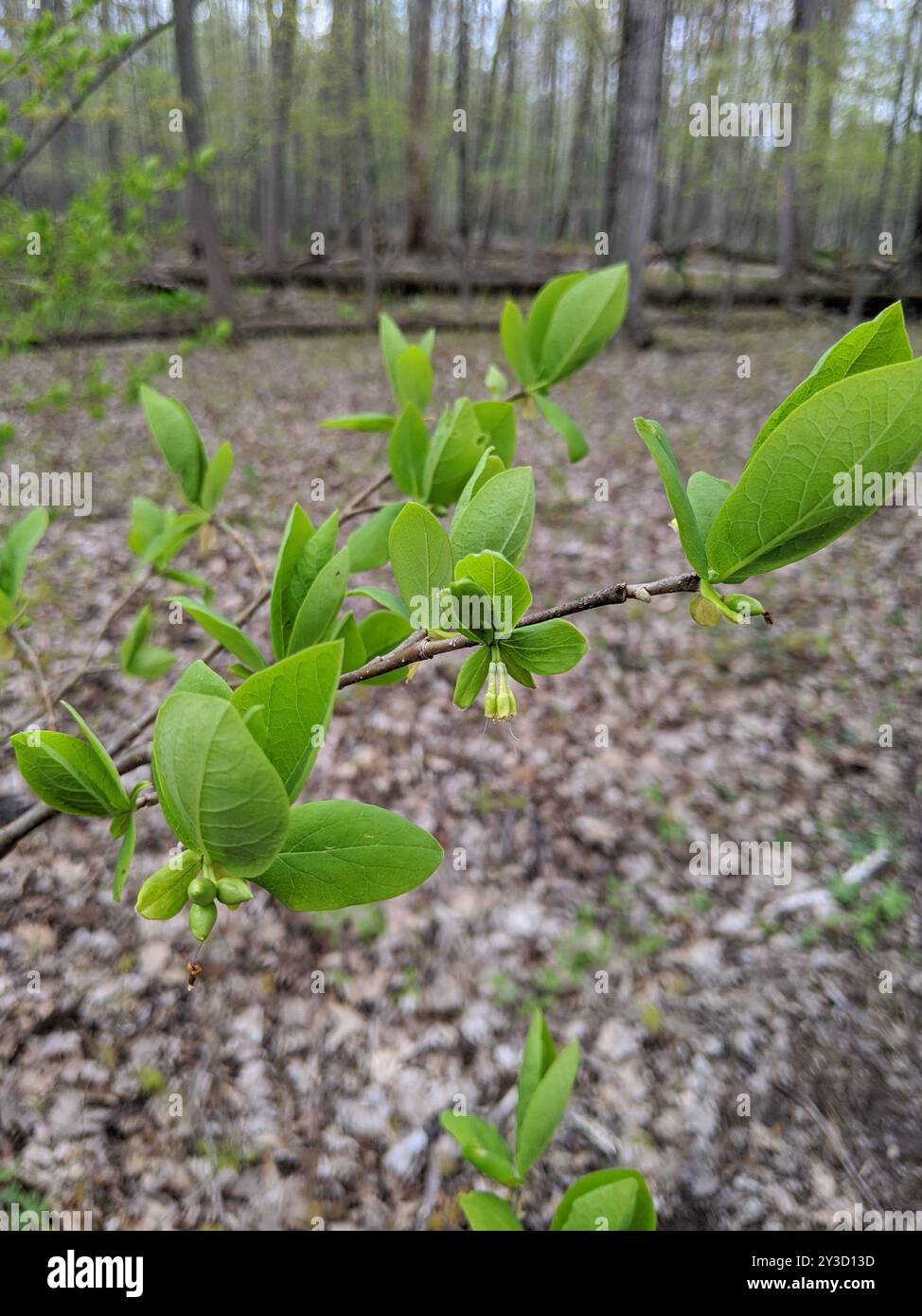eastern leatherwood (Dirca palustris) Plantae Stock Photo - Alamy