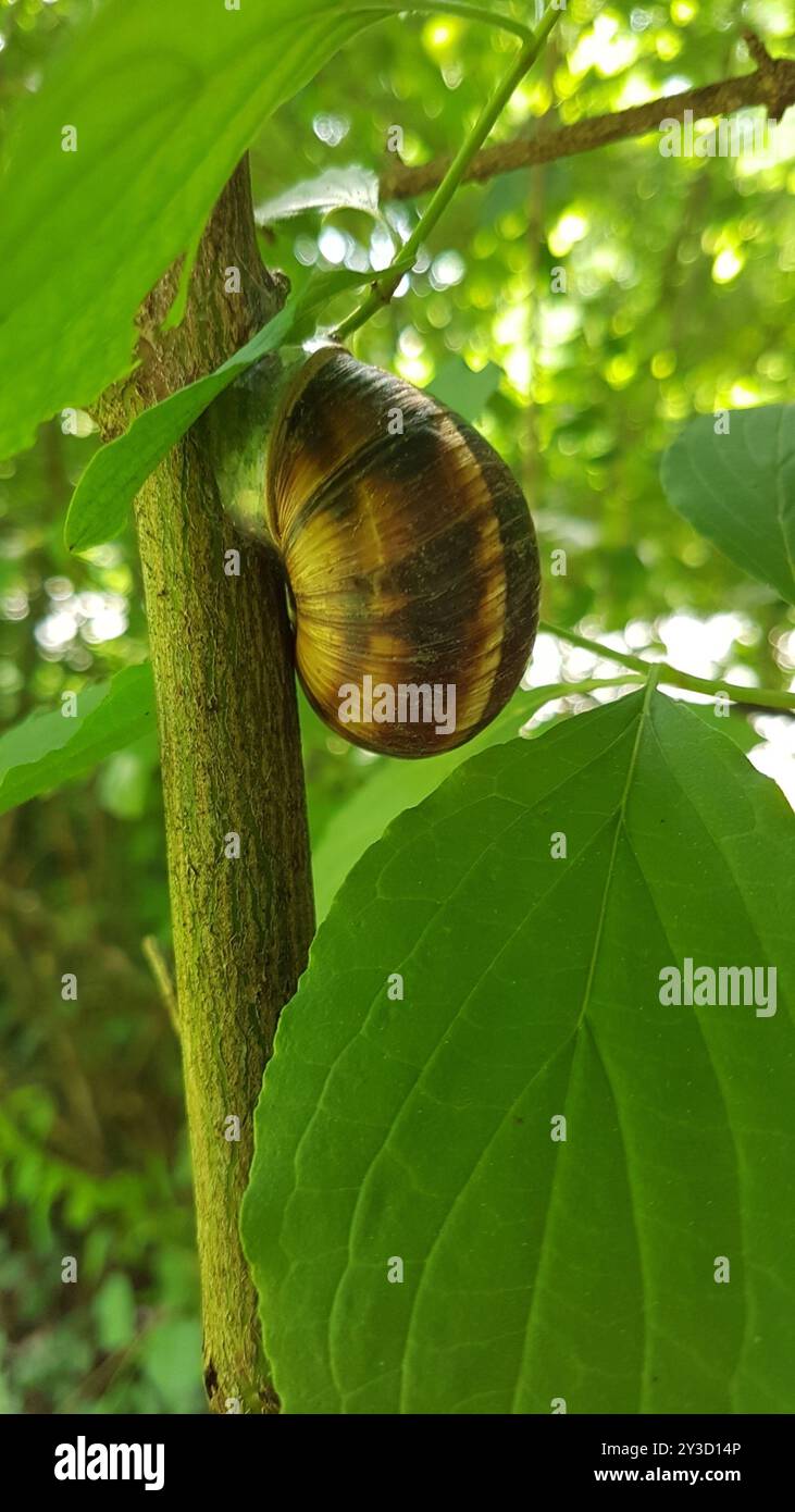 Turkish Snail (Helix lucorum) Mollusca Stock Photo - Alamy