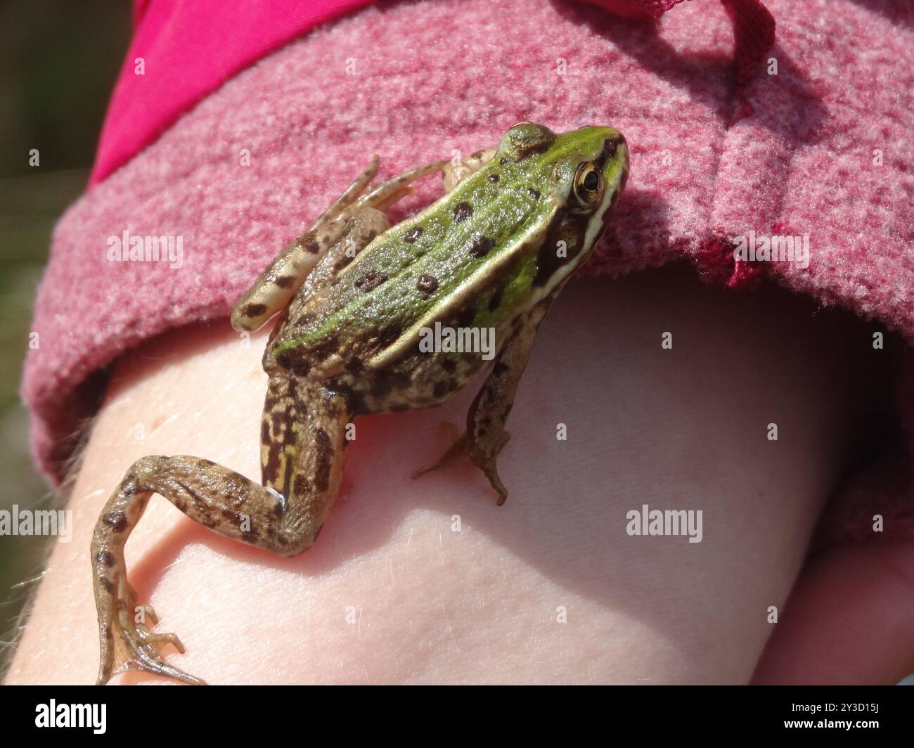 Water Frogs (Pelophylax) Amphibia Stock Photo - Alamy