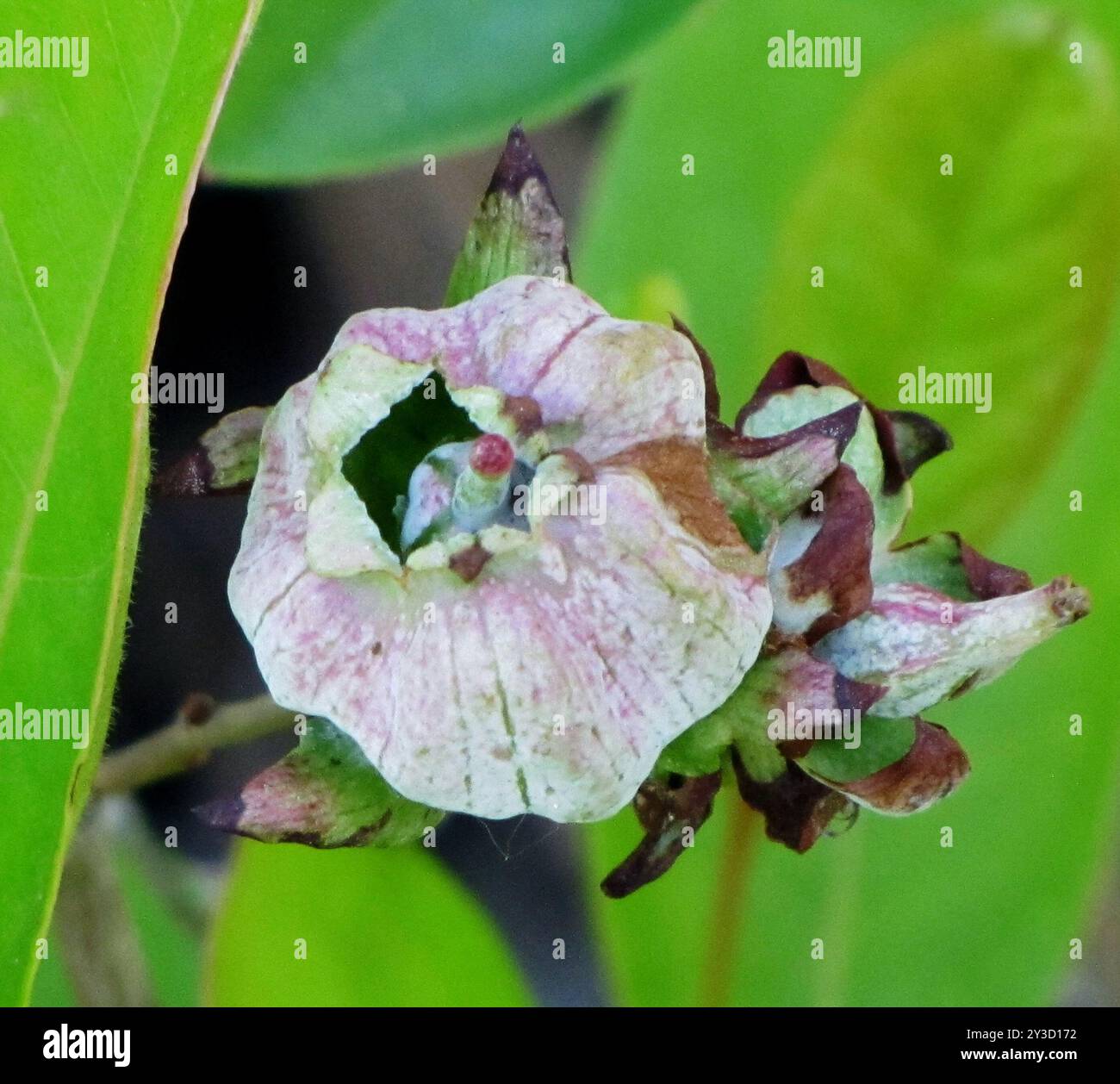 staggerbush (Lyonia mariana) Plantae Stock Photo - Alamy