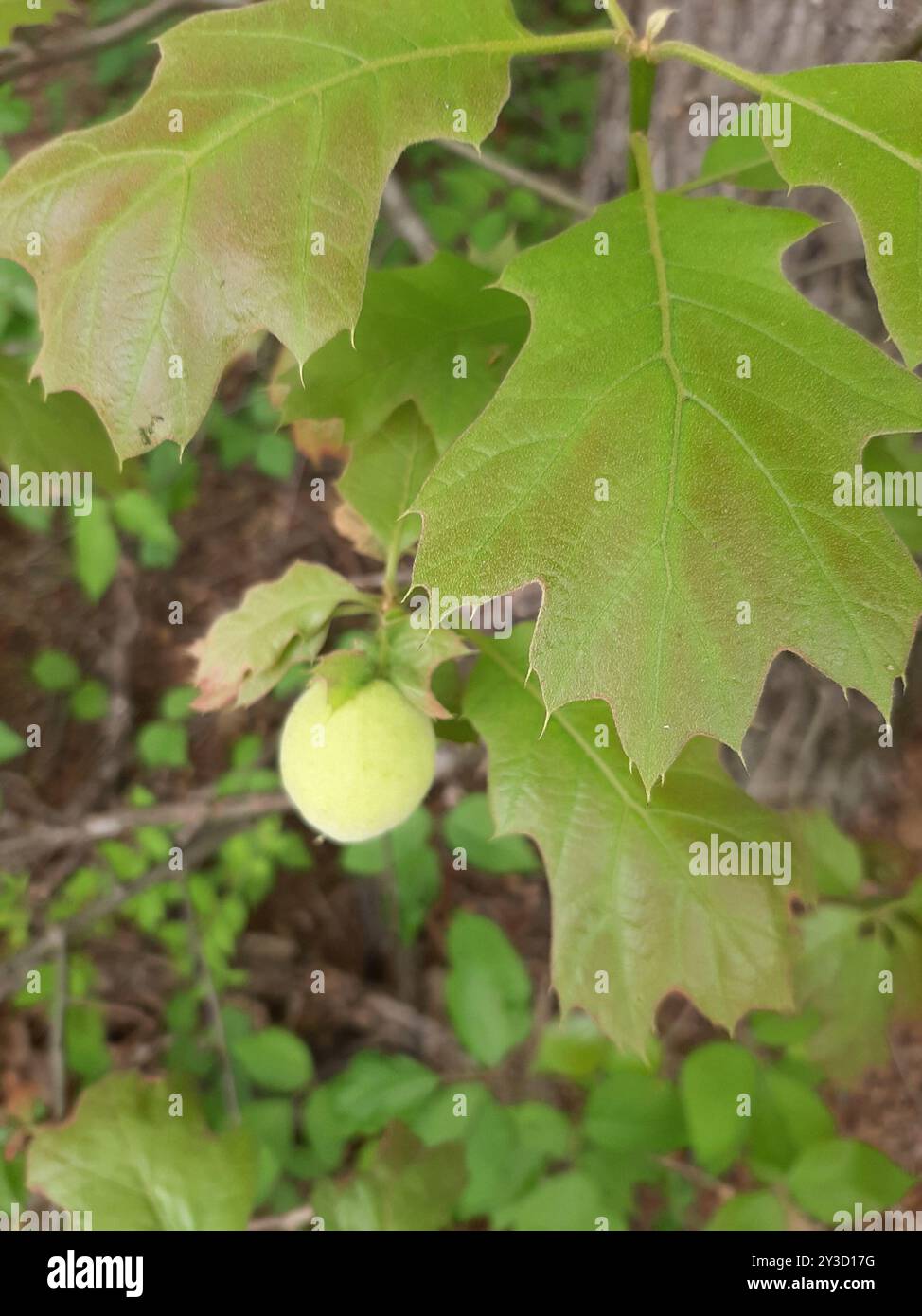 Spongy Oak Apple Gall Wasp (Amphibolips confluenta) Insecta Stock Photo ...