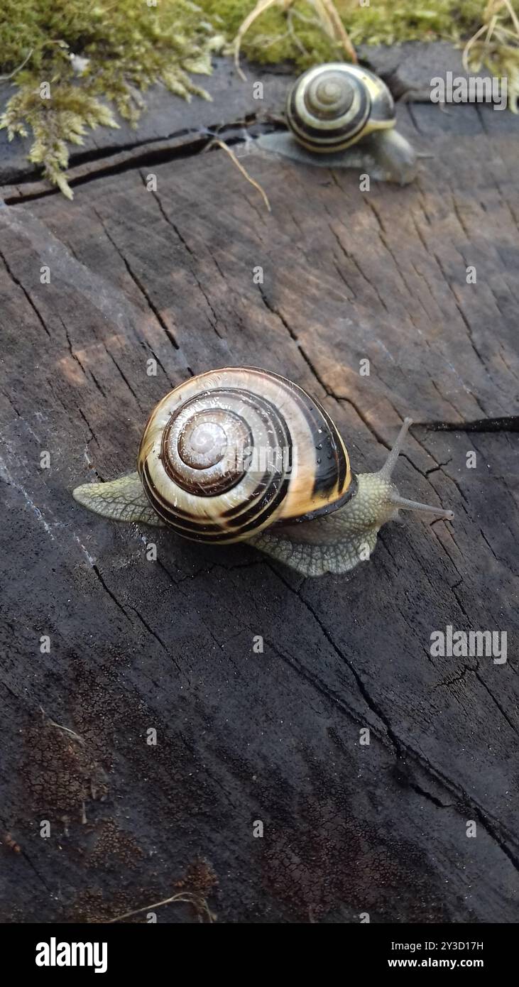 Brown-lipped Snail (Cepaea nemoralis) Mollusca Stock Photo - Alamy