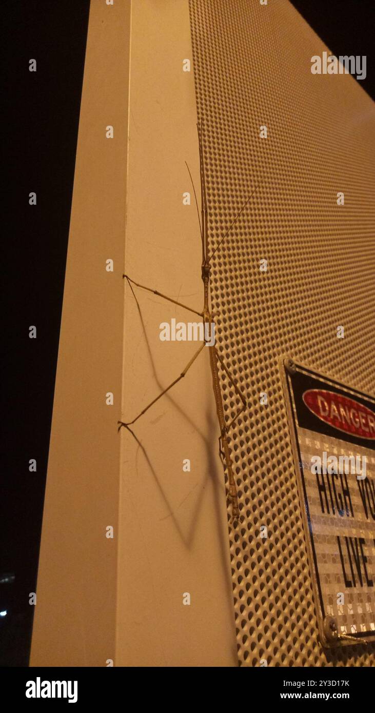 tessellated stick insect (Anchiale austrotessulata) Insecta Stock Photo ...