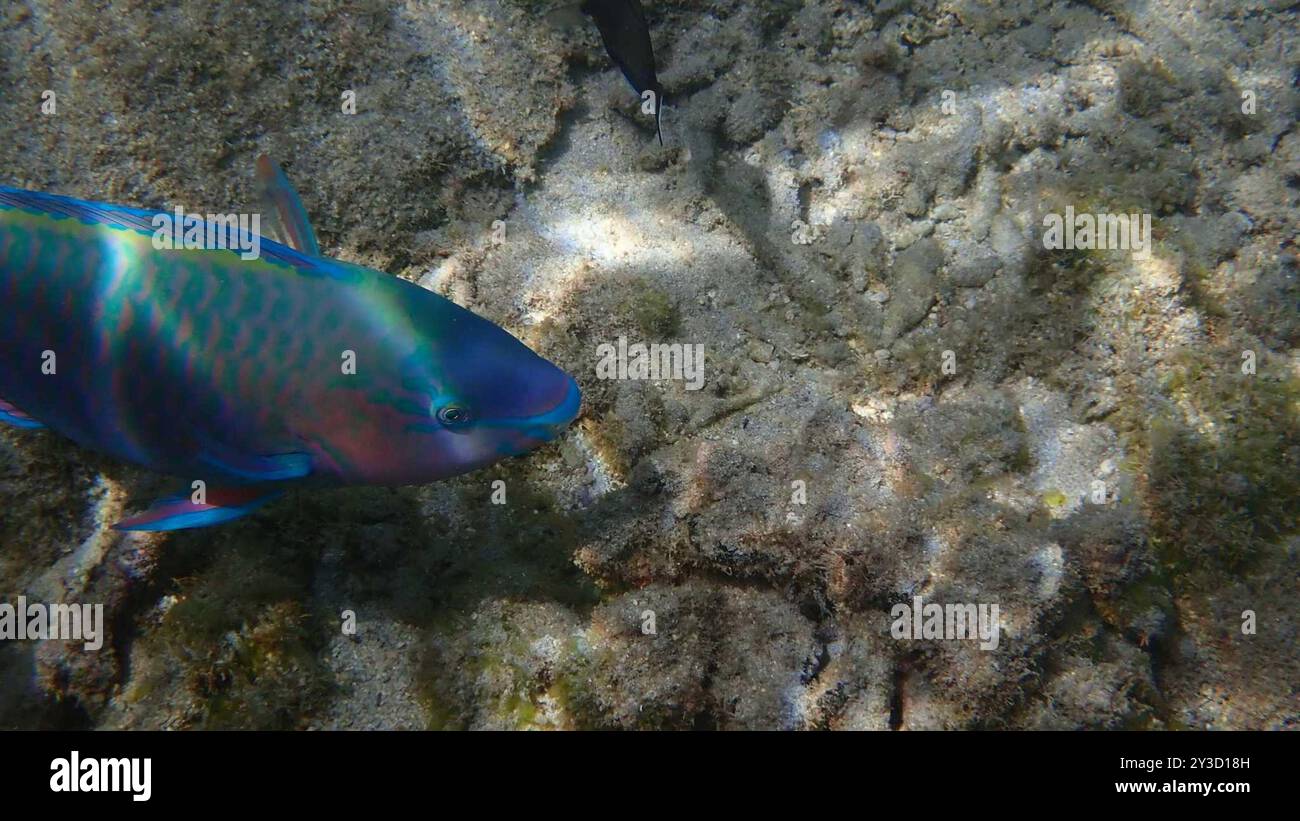 Palenose Parrotfish (Scarus psittacus) Actinopterygii Stock Photo - Alamy