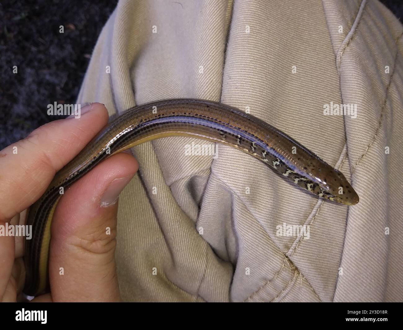 Eastern Glass Lizard (Ophisaurus ventralis) Reptilia Stock Photo - Alamy