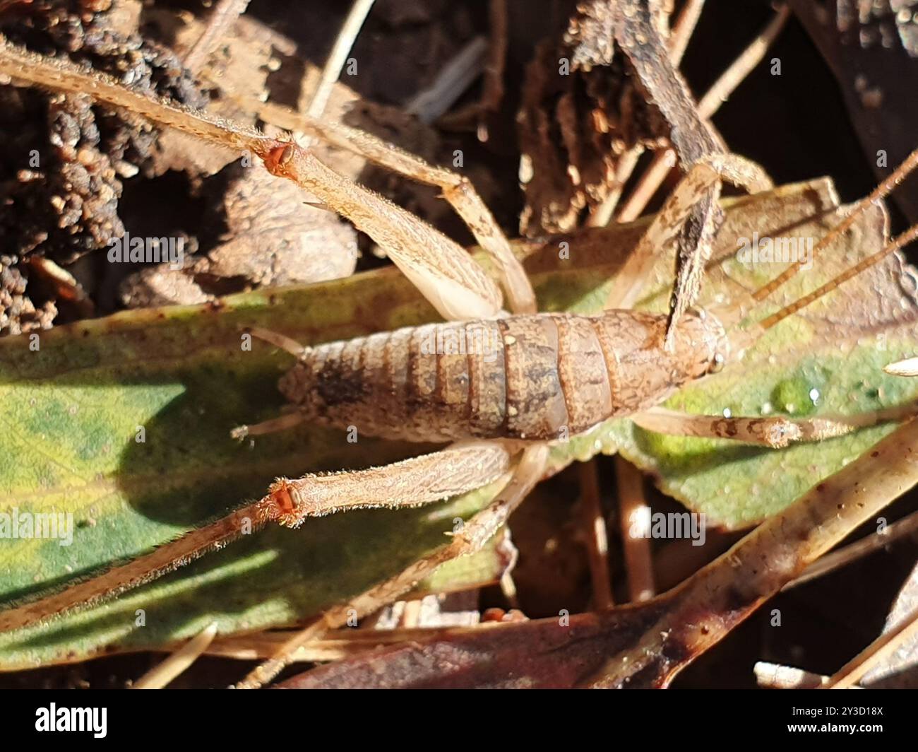 Camel Crickets, Cave Crickets, and Cave Wēta (Rhaphidophoridae) Insecta ...