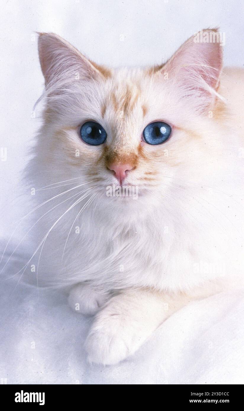 Saint Birman red-tabby-point, female 2 years Stock Photo - Alamy