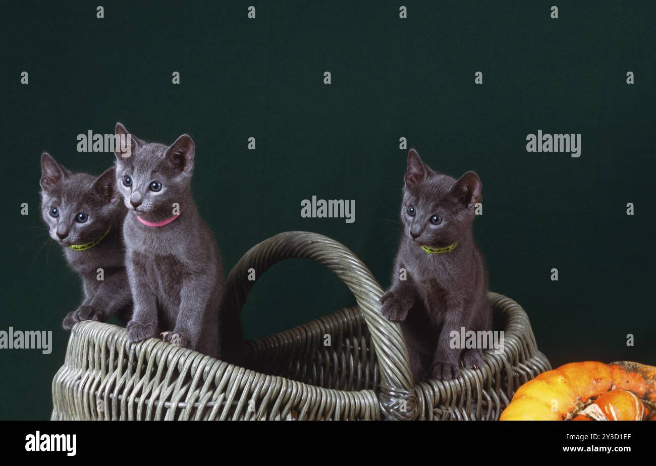 Russian blue cat, kittens 10 weeks old, blue russian Stock Photo - Alamy