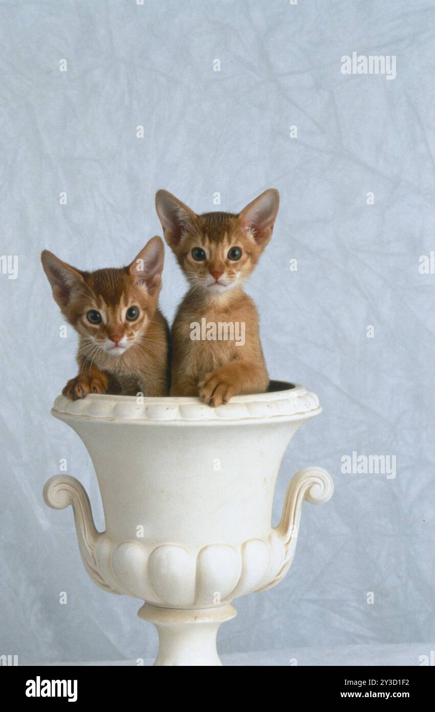 Abyssinian, kittens, sorrel Stock Photo - Alamy