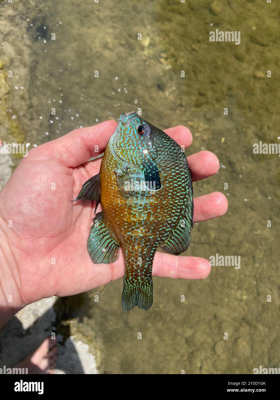 Longear Sunfish Complex (Lepomis megalotis) Actinopterygii Stock Photo ...
