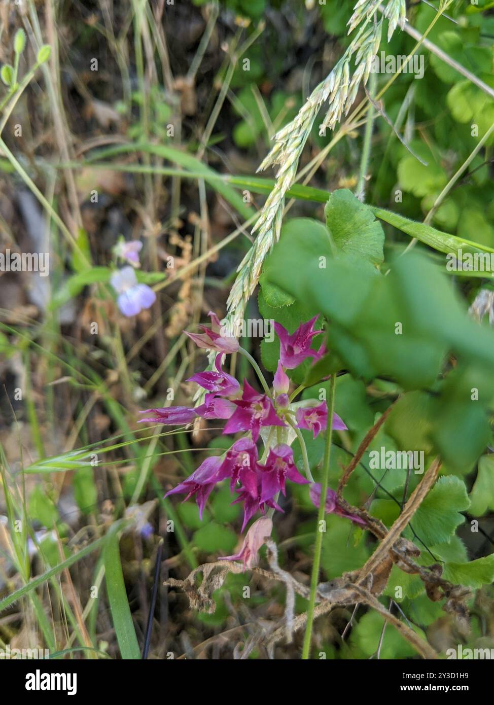 crinkled onion (Allium crispum) Plantae Stock Photo - Alamy