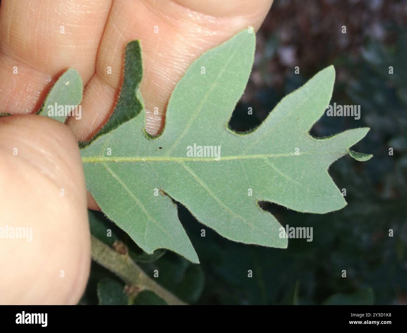downy oak (Quercus pubescens) Plantae Stock Photo - Alamy