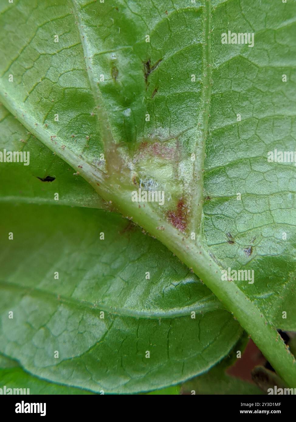 Witch-hazel Cone Gall Aphid (Hormaphis hamamelidis) Insecta Stock Photo ...