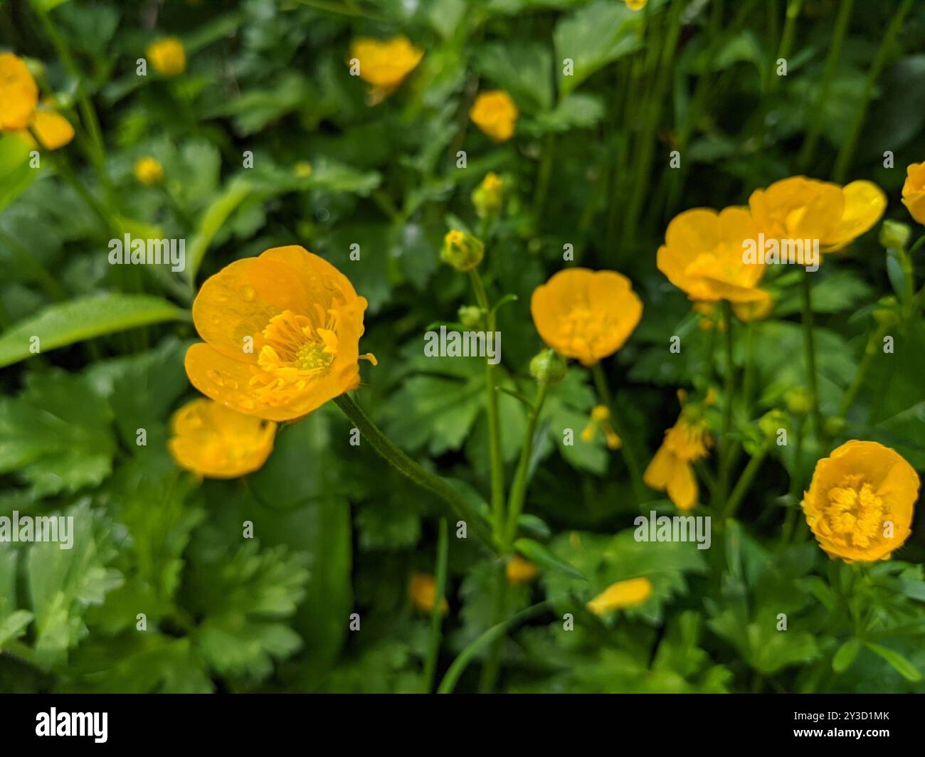 Creeping buttercup (Ranunculus repens) Plantae Stock Photo - Alamy