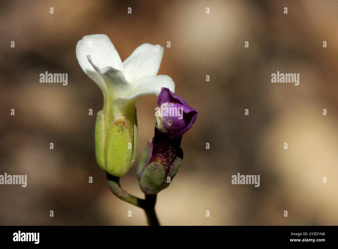 Howell's rockcress (Boechera howellii) Plantae Stock Photo - Alamy