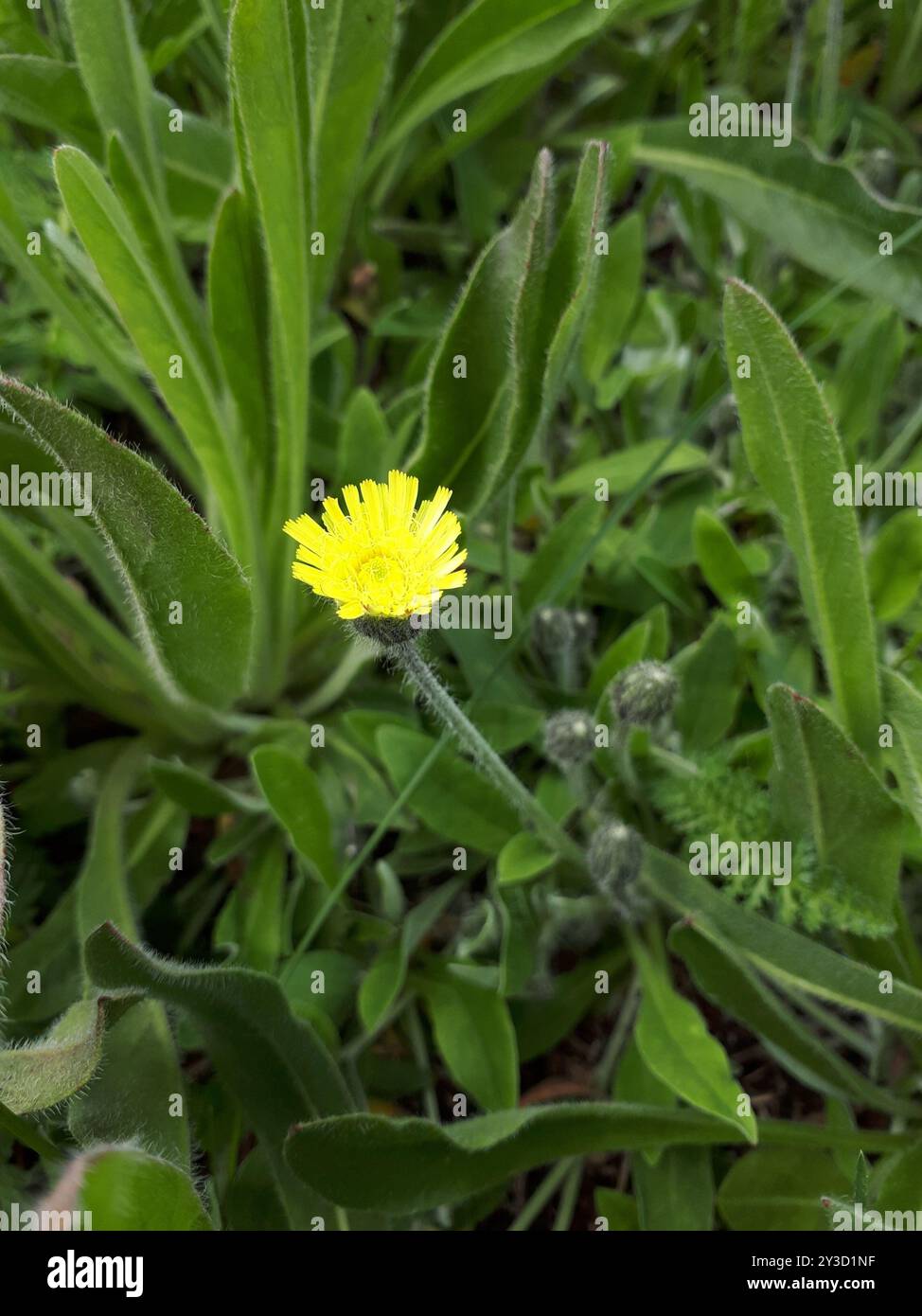 mouse-eared hawkweed (Pilosella officinarum) Plantae Stock Photo - Alamy