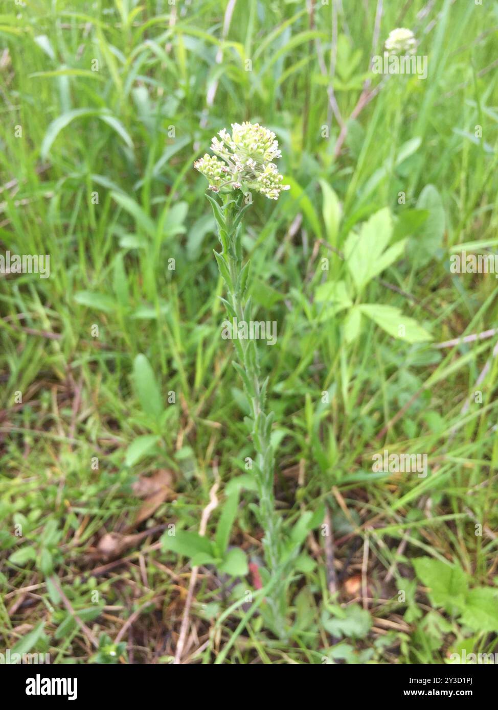 field peppergrass (Lepidium campestre) Plantae Stock Photo - Alamy