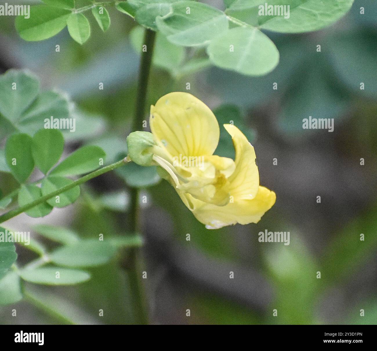 Scorpion Senna (Hippocrepis emerus) Plantae Stock Photo - Alamy