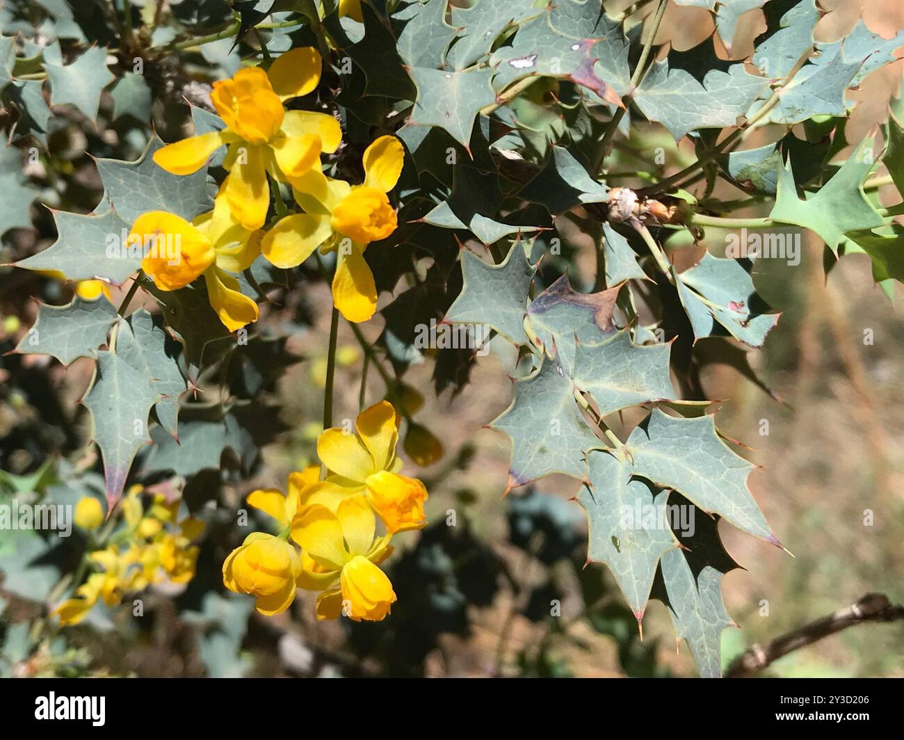 Fremont barberry (Berberis fremontii) Plantae Stock Photo - Alamy