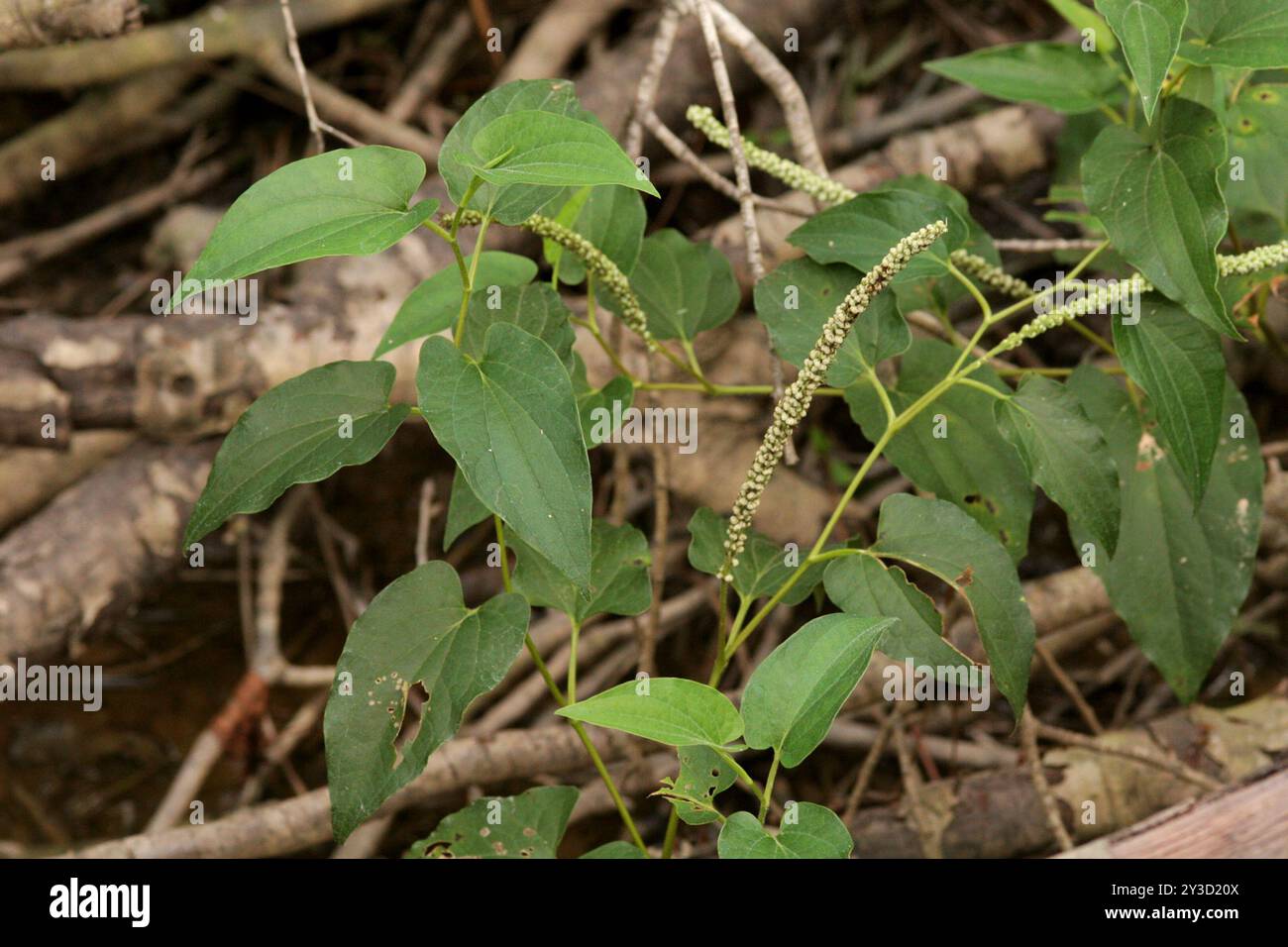 lizard's tail (Saururus cernuus) Plantae Stock Photo - Alamy