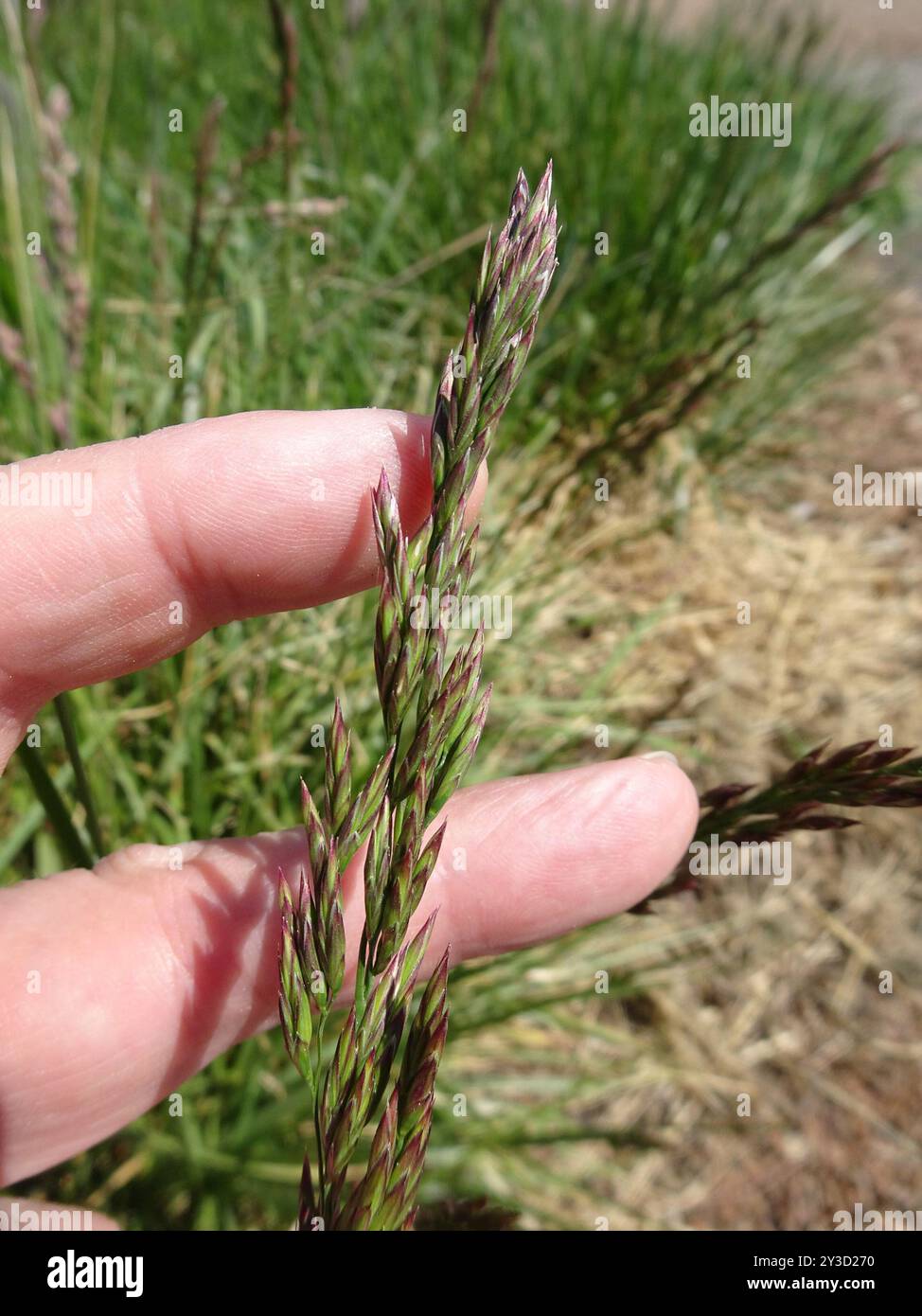 tall fescue (Lolium arundinaceum) Plantae Stock Photo - Alamy