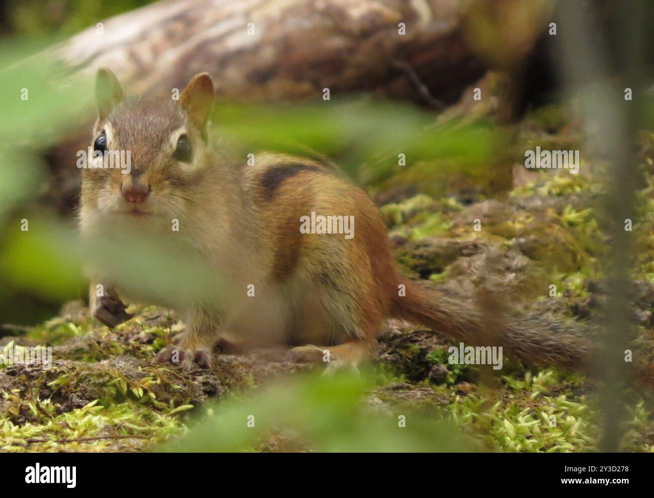 Eastern Chipmunk (Tamias striatus) Mammalia Stock Photo - Alamy