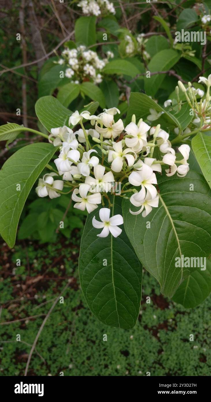 indrajao (Holarrhena pubescens) Plantae Stock Photo - Alamy