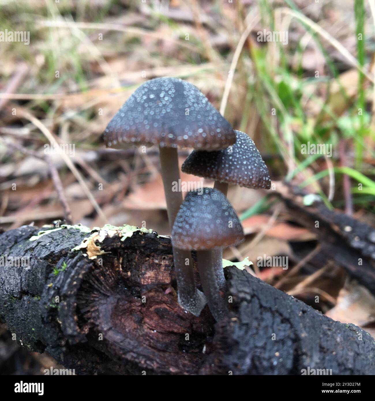 Nargan's bonnet (Mycena nargan) Fungi Stock Photo - Alamy