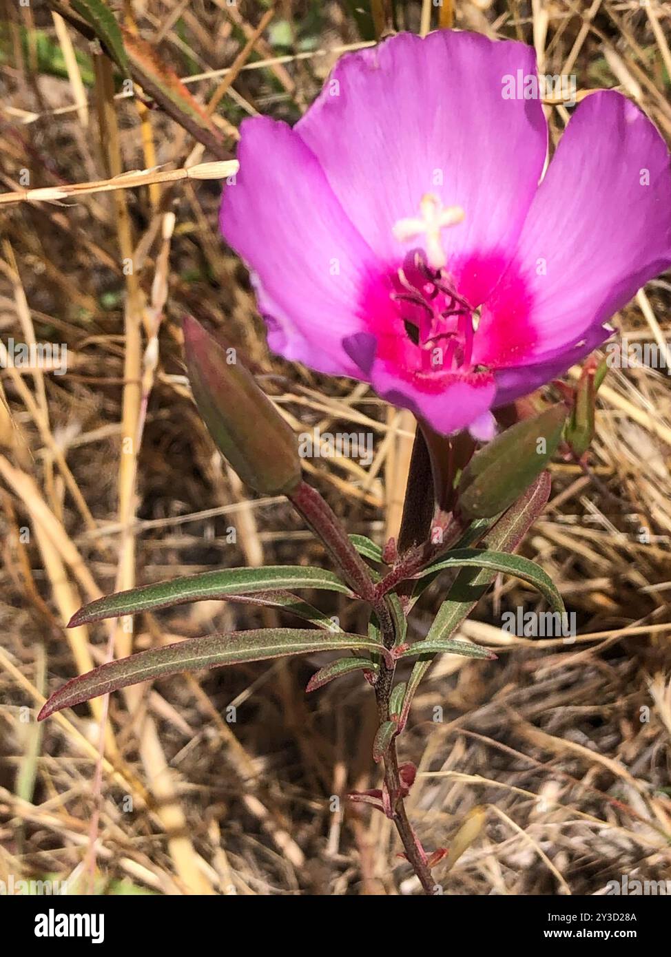 ruby chalice clarkia (Clarkia rubicunda) Plantae Stock Photo - Alamy