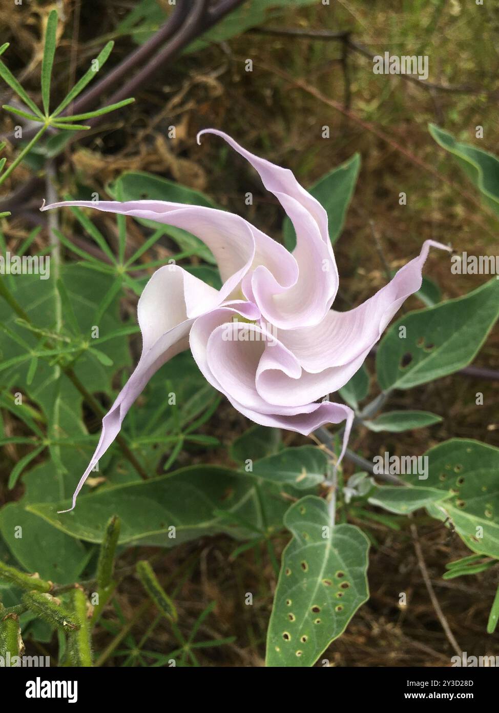 Sacred Datura (Datura wrightii) Plantae Stock Photo - Alamy