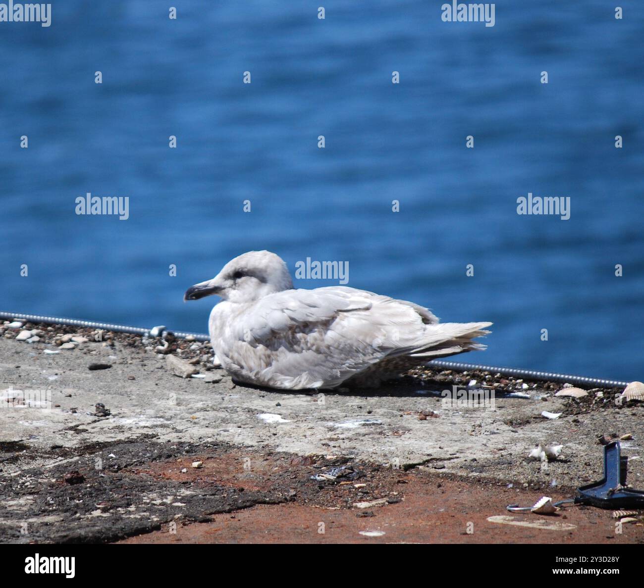 Glaucous-winged Gull (Larus glaucescens) Aves Stock Photo - Alamy